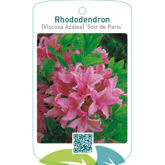Etiquetas de Rhododendron [Viscosa Azalea] ‘Soir de Paris’