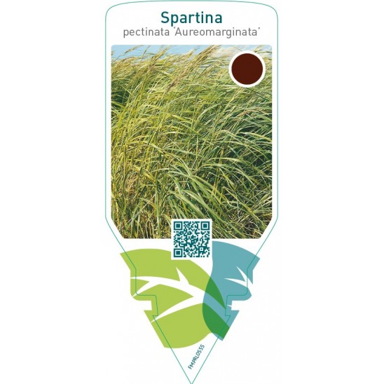 Etiquetas de Spartina pectinata ‘Aureomarginata’